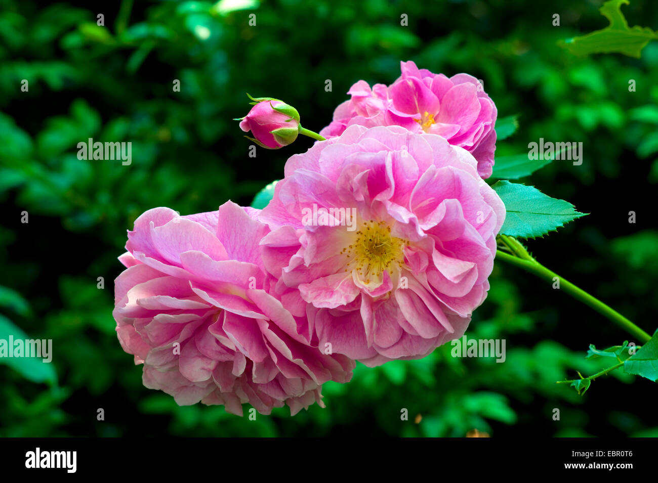 Rose garden lavender pink roses hi-res stock photography and images - Alamy