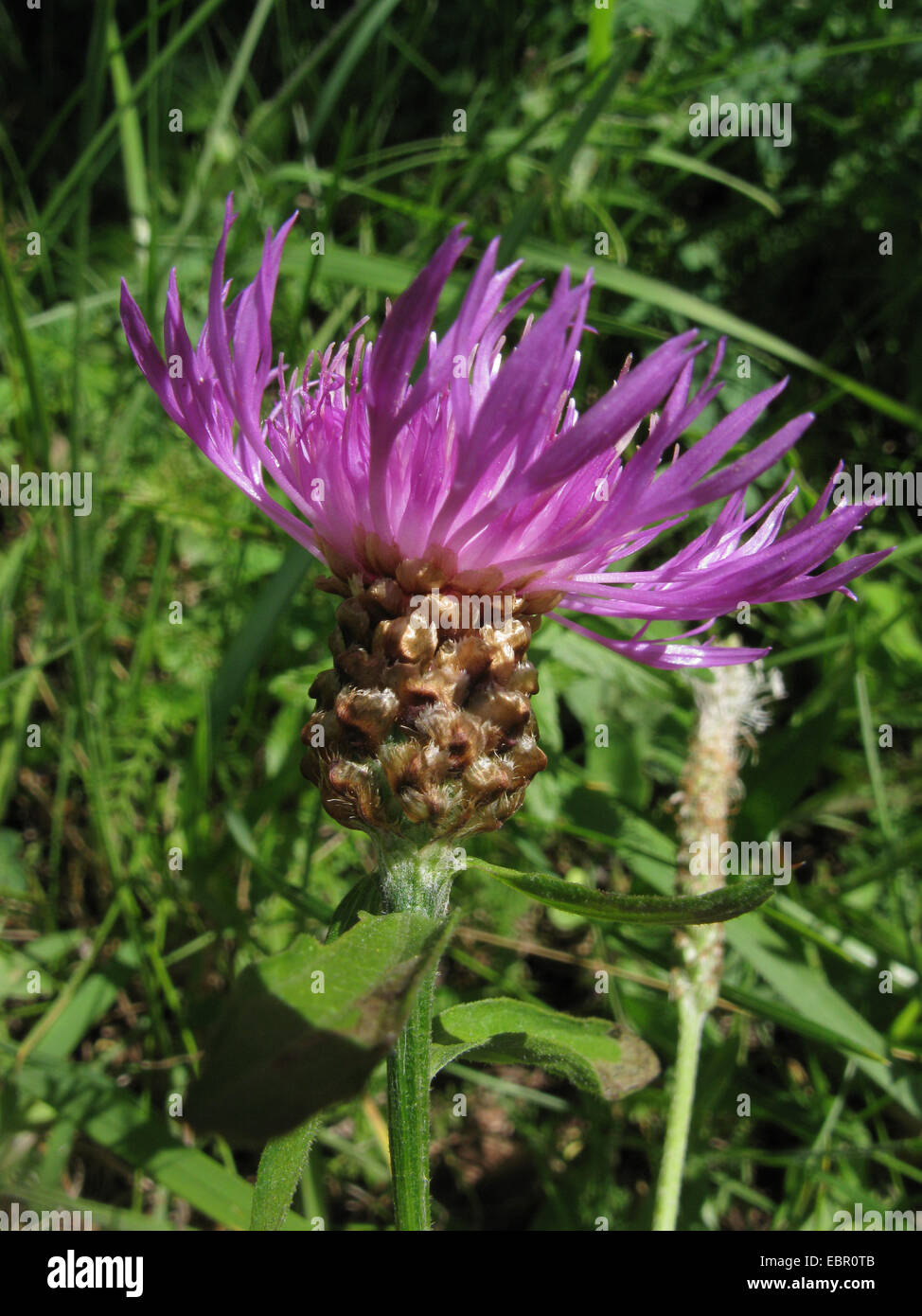 Inflorescence with involucrum hi-res stock photography and images - Alamy