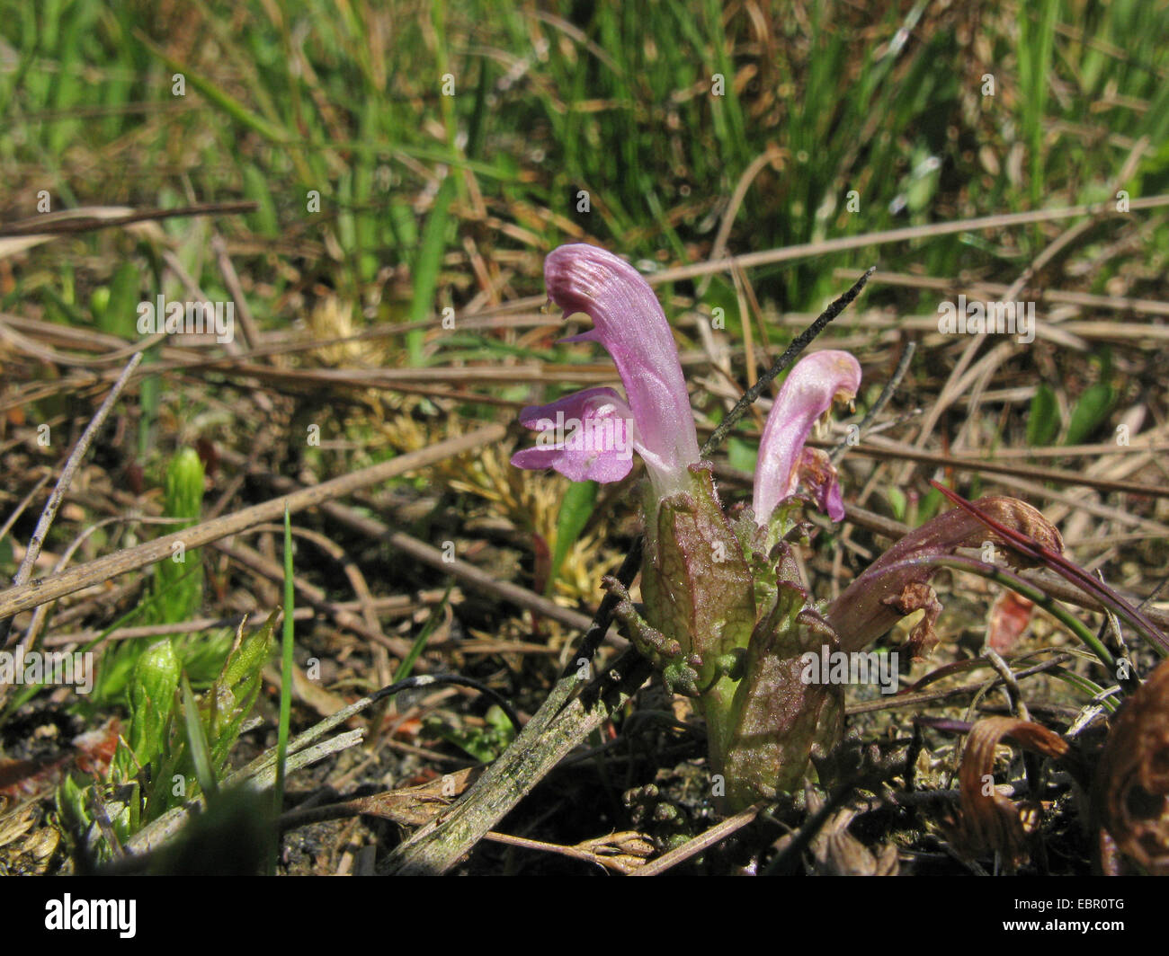 lousewort, dwarf red rattle (Pedicularis sylvatica), blooming, Germany ...