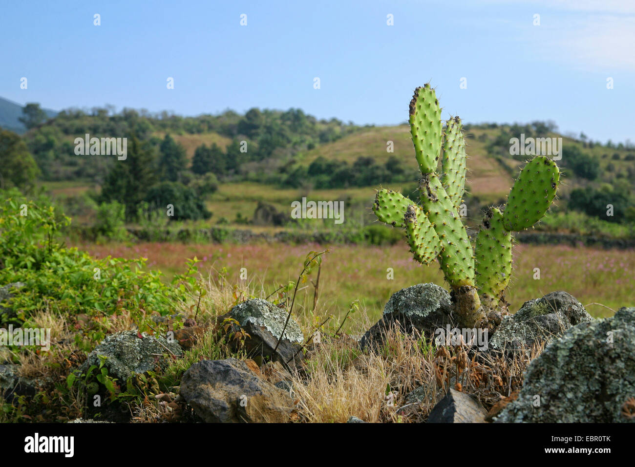 cultural landscape in Mexico, Mexico Stock Photo - Alamy