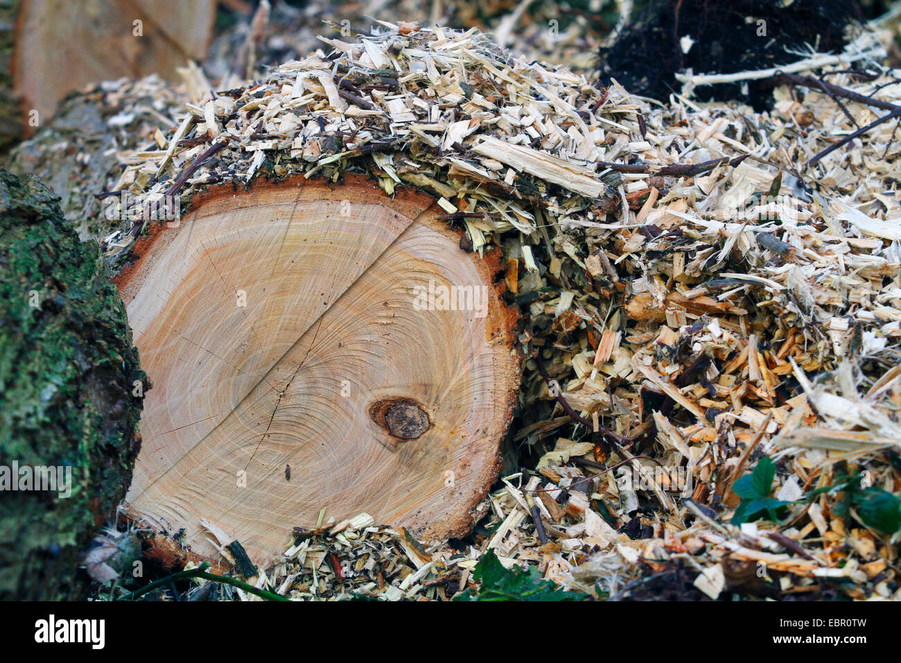willow, osier (Salix spec.), dissected willow trunk and wood shavings ...