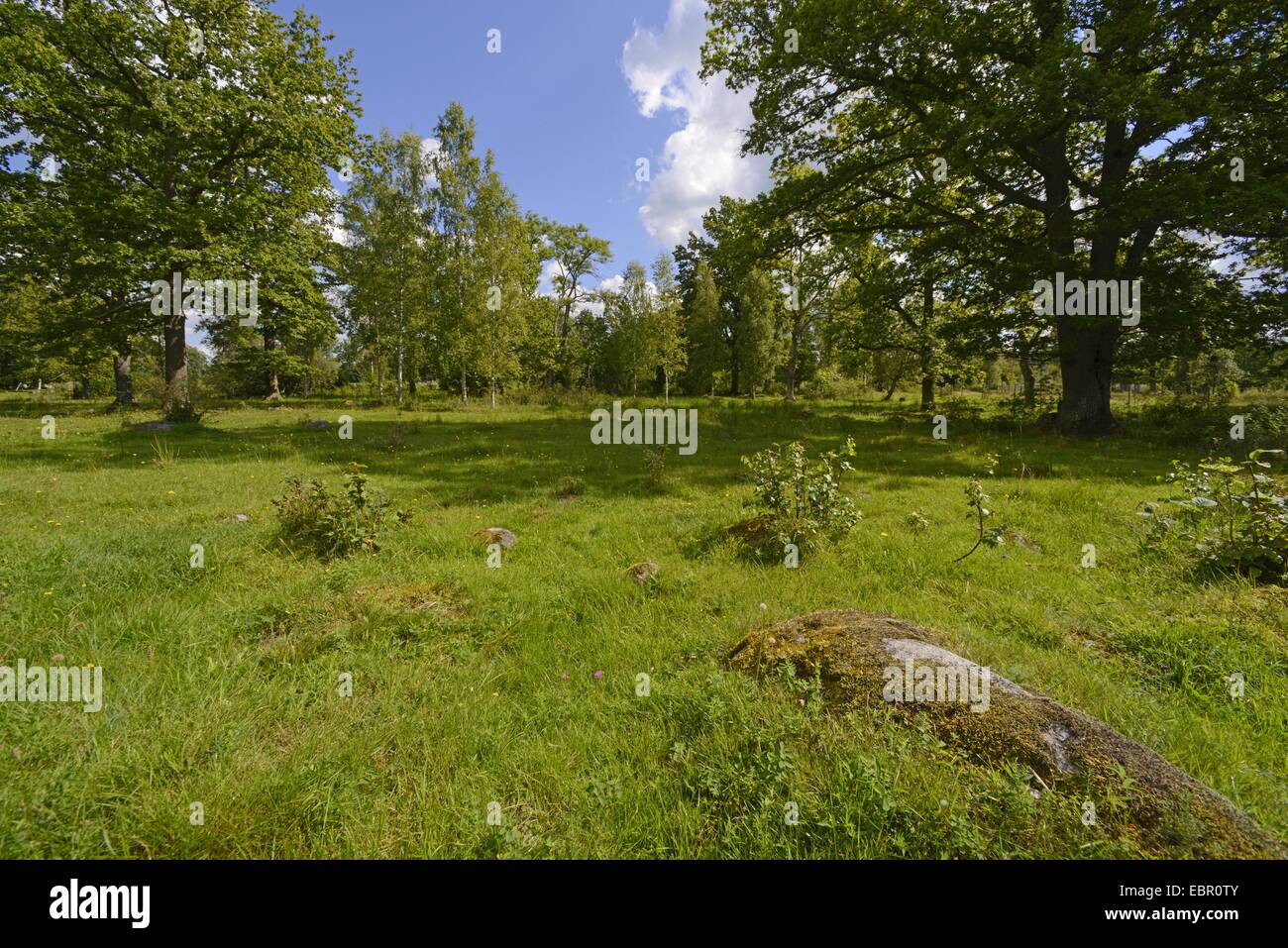 oak (Quercus spec.), oaks in a meadow of Smaland, Sweden, Smaland Stock ...