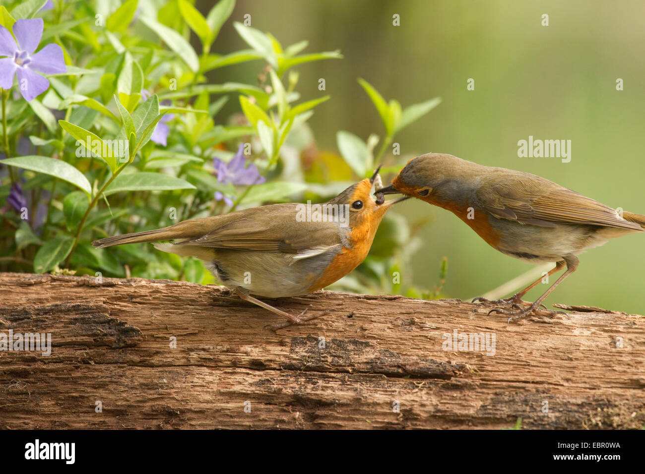 Robin male and female hi-res stock photography and images - Alamy
