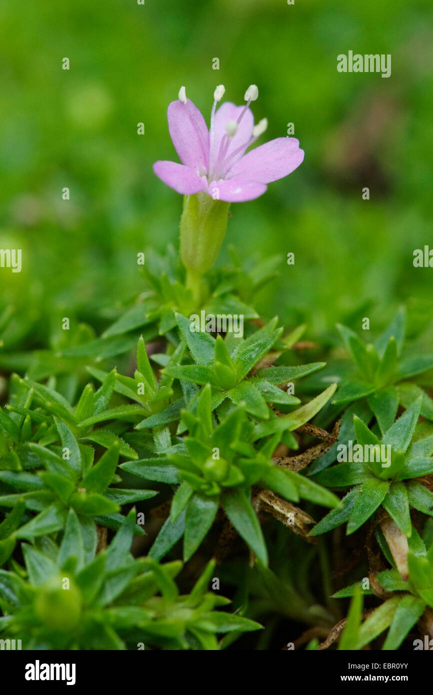 moss campion (Silene acaulis), blooming, Germany Stock Photo - Alamy