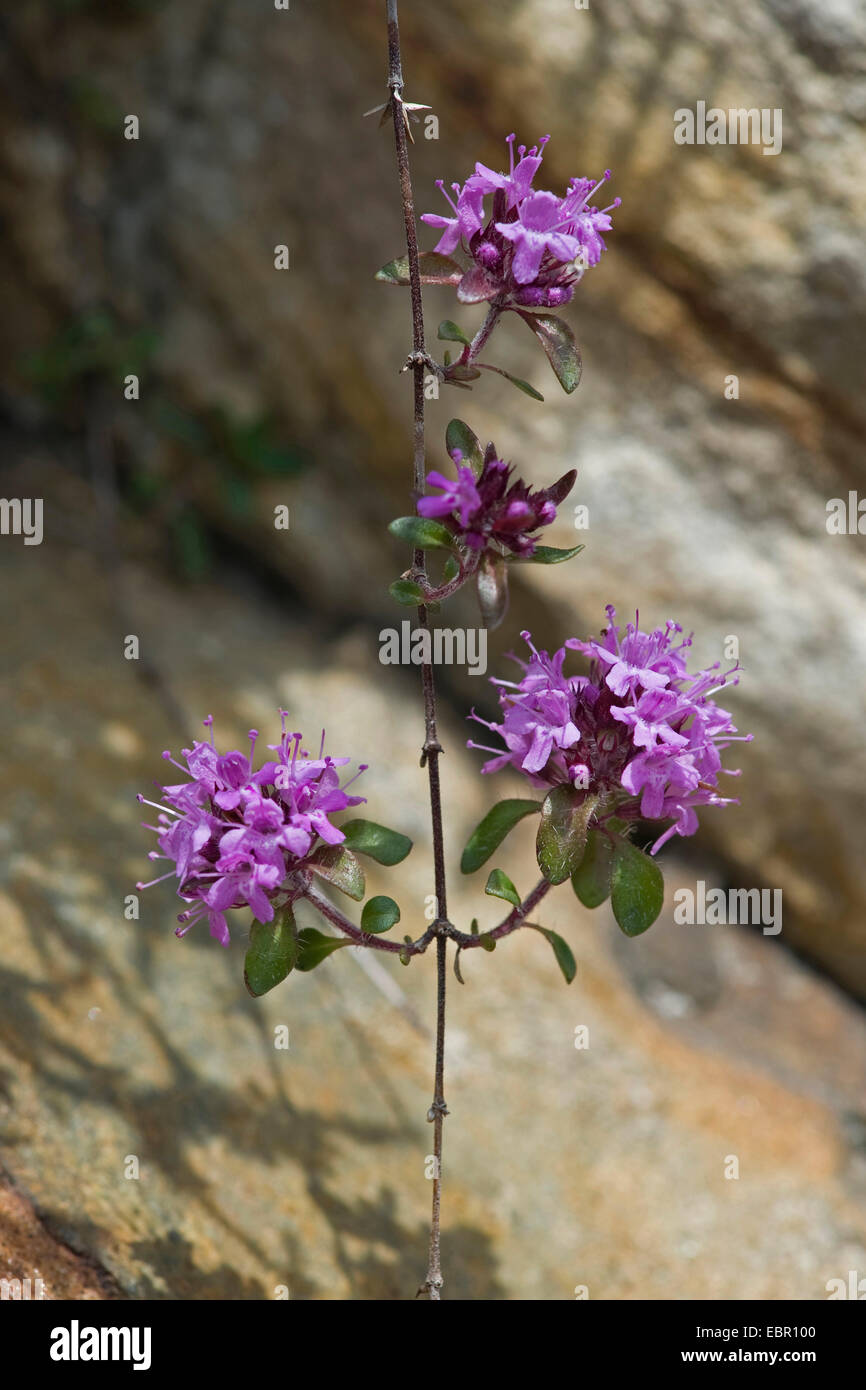 Creeping thyme (Thymus praecox ssp polytrichus), blooming, Switzerland ...