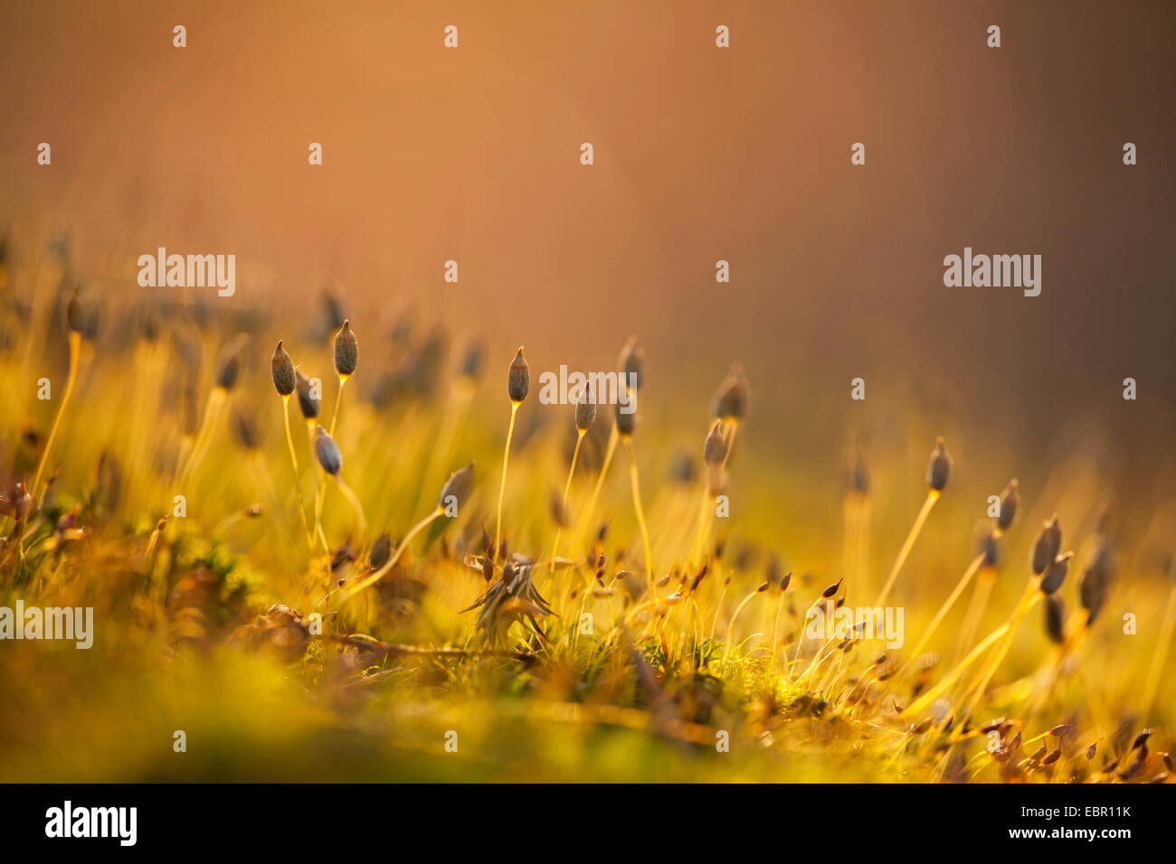 spore capsules at th forest ground in the sun light, Germany, Rhineland ...