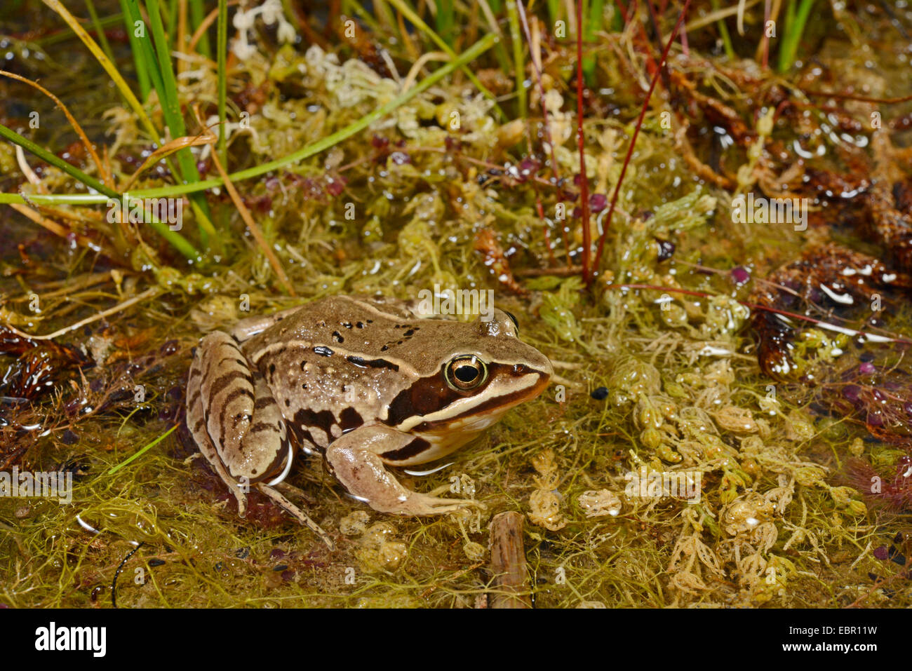 moor frog (Rana arvalis), in shallow water, Sweden, Moeckelmossen ...