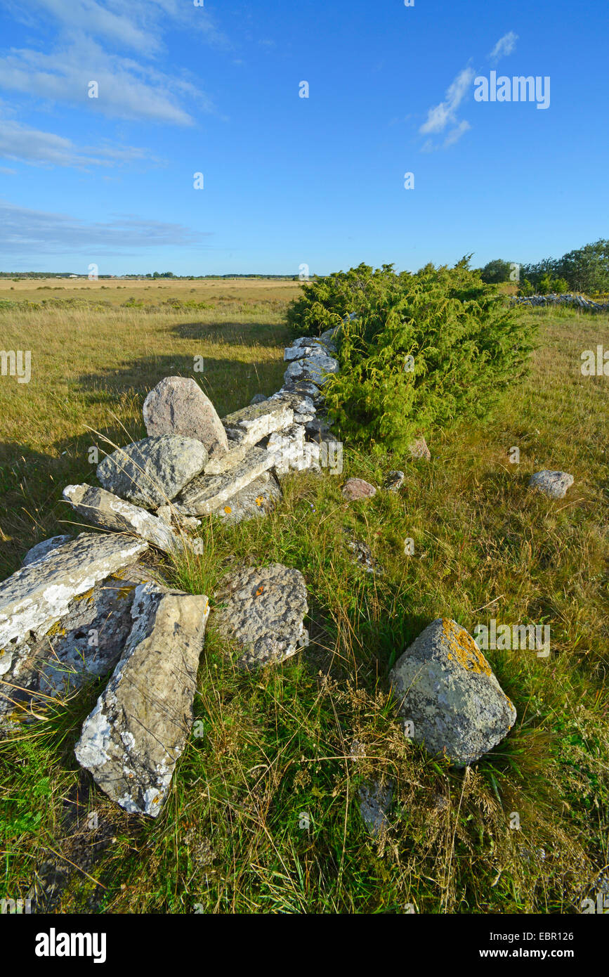 Swedish lizards hi-res stock photography and images - Alamy