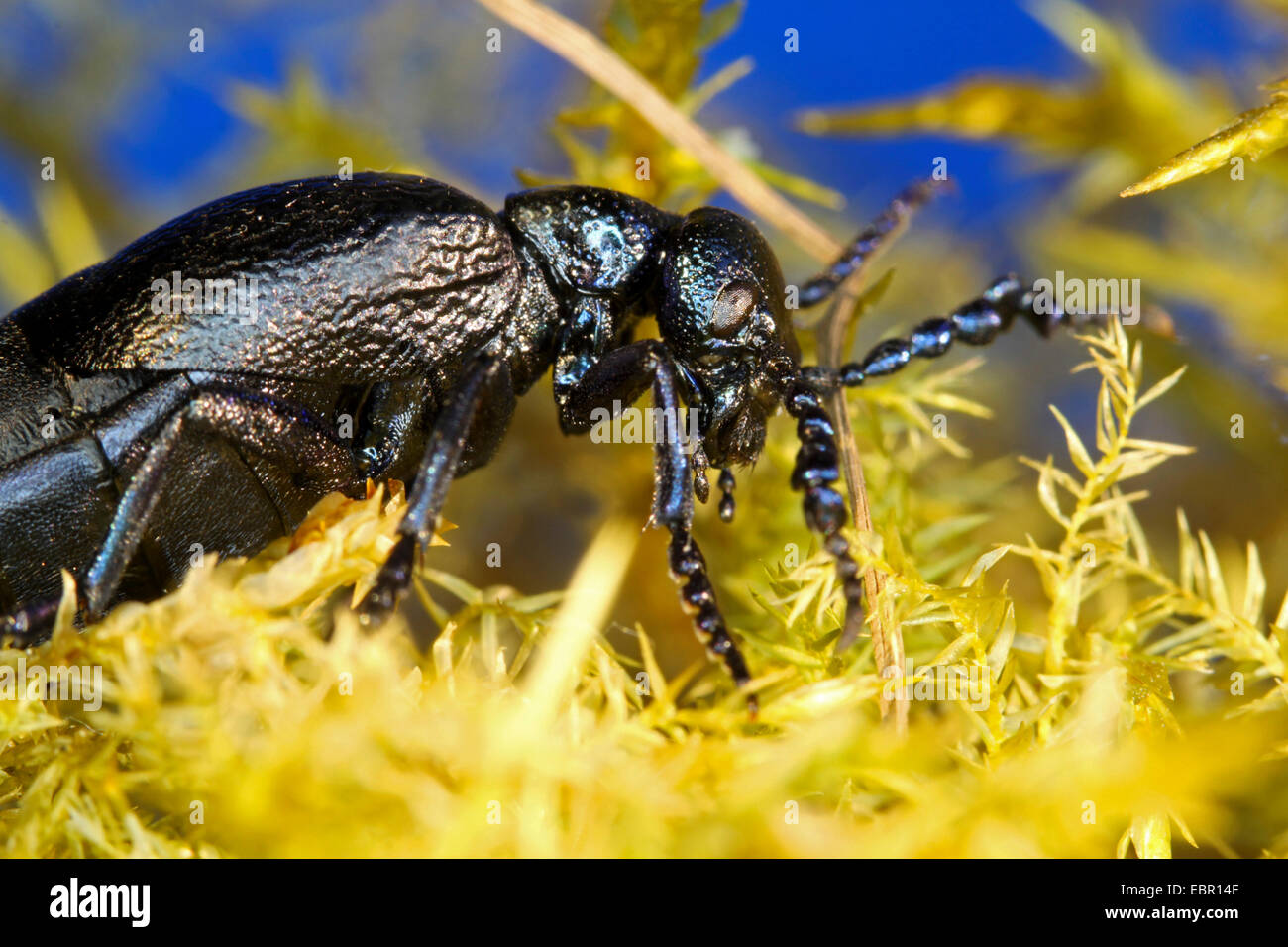 Oil beetle, Black oil beetle (Meloe proscarabaeus), portrait, Germany ...