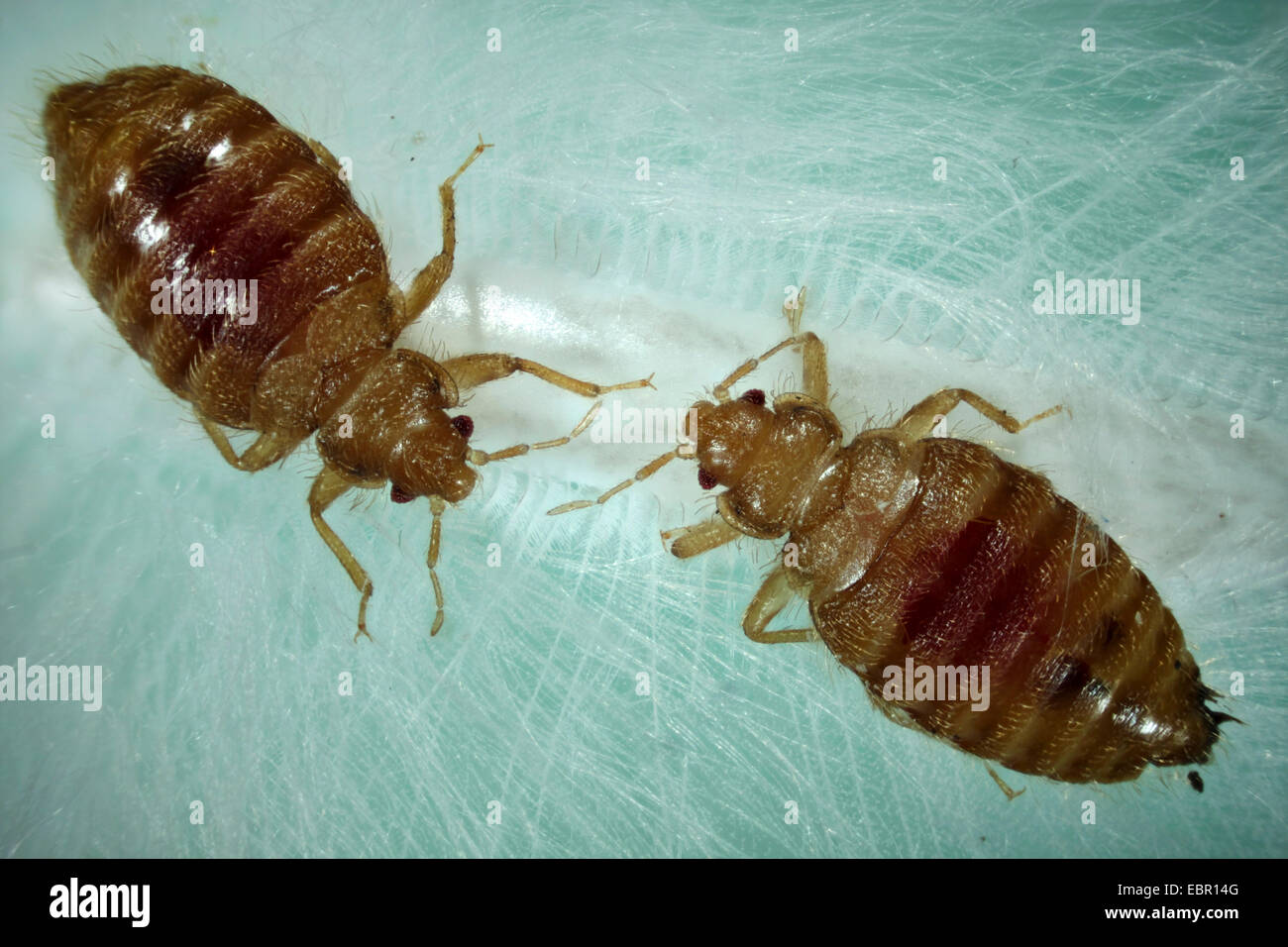 Martin bug, Swallow bug (Oeciacus hirundinis), two Martin bugs on a ...