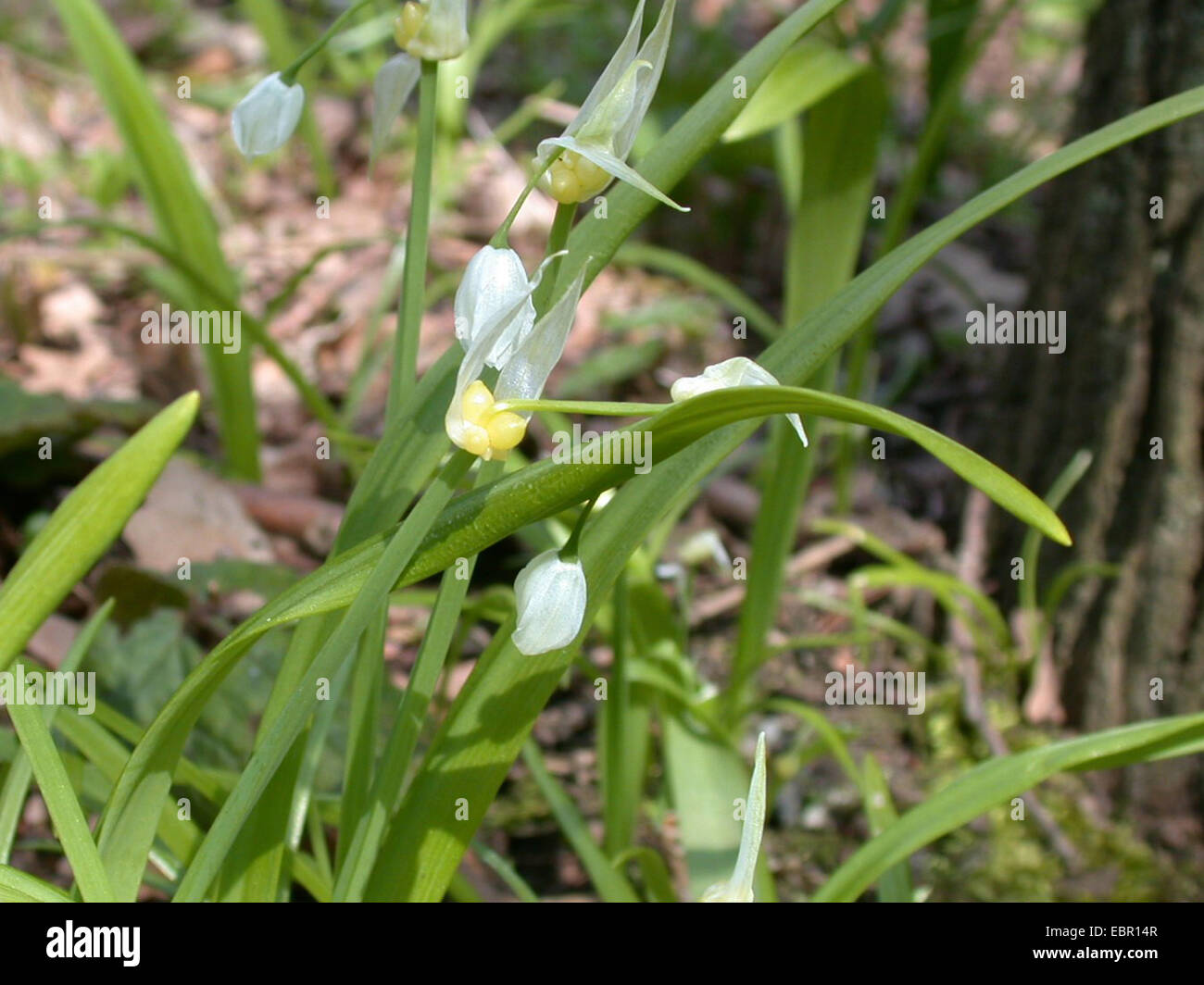 few-flowered leek (Allium paradoxum), blooming, Germany Stock Photo - Alamy