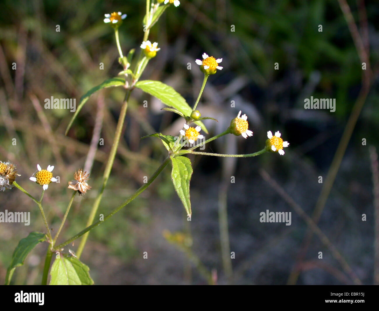 Galingsoga hi-res stock photography and images - Alamy