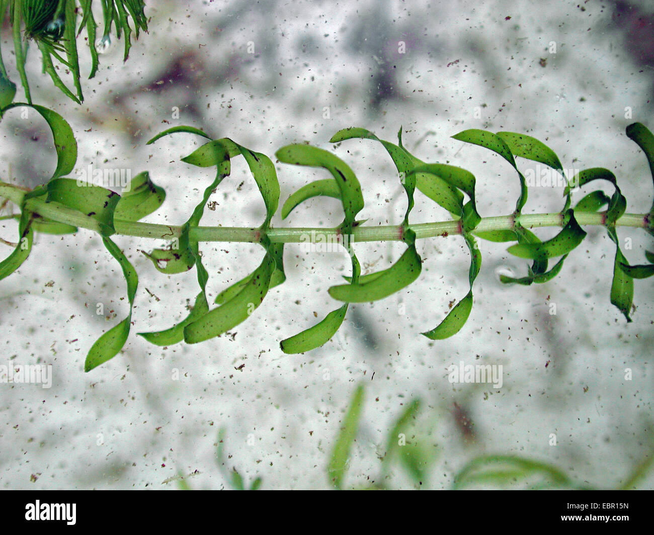 Waterweed elodea nuttallii hi-res stock photography and images - Alamy