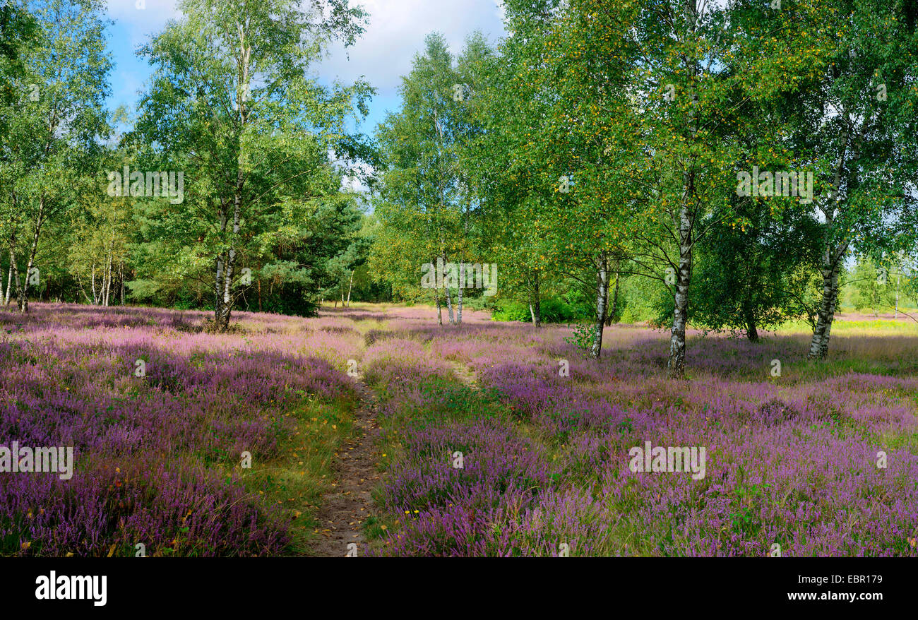 Senne heath landscape hi-res stock photography and images - Alamy