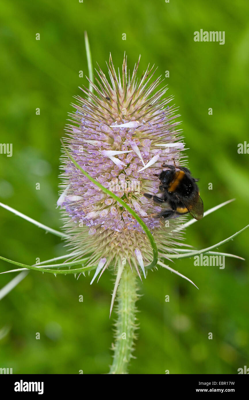 wild teasel, Fuller's teasel, common teasel, common teazle (Dipsacus ...