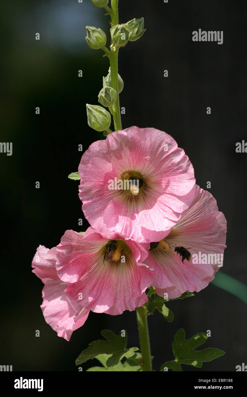 holly hock, hollyhock (Alcea rosea, Althaea rosea), blooming with bumble bee, Germany, Lower ...