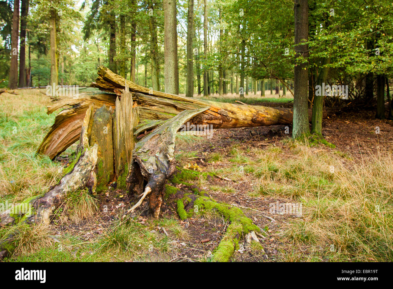 Tree stumps in german forest hi-res stock photography and images - Alamy