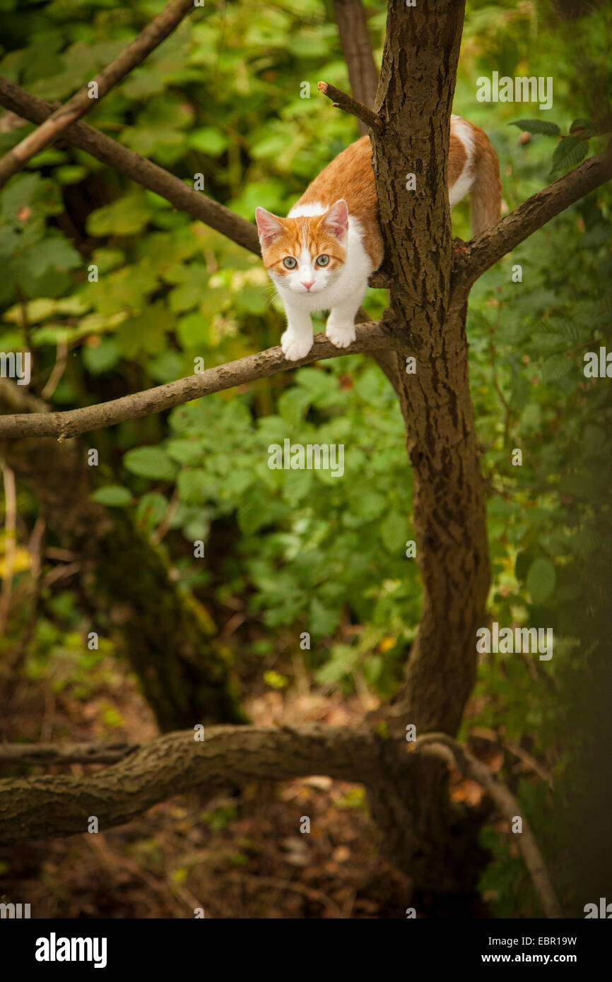 domestic cat, house cat (Felis silvestris f. catus), on a tree, Germany ...