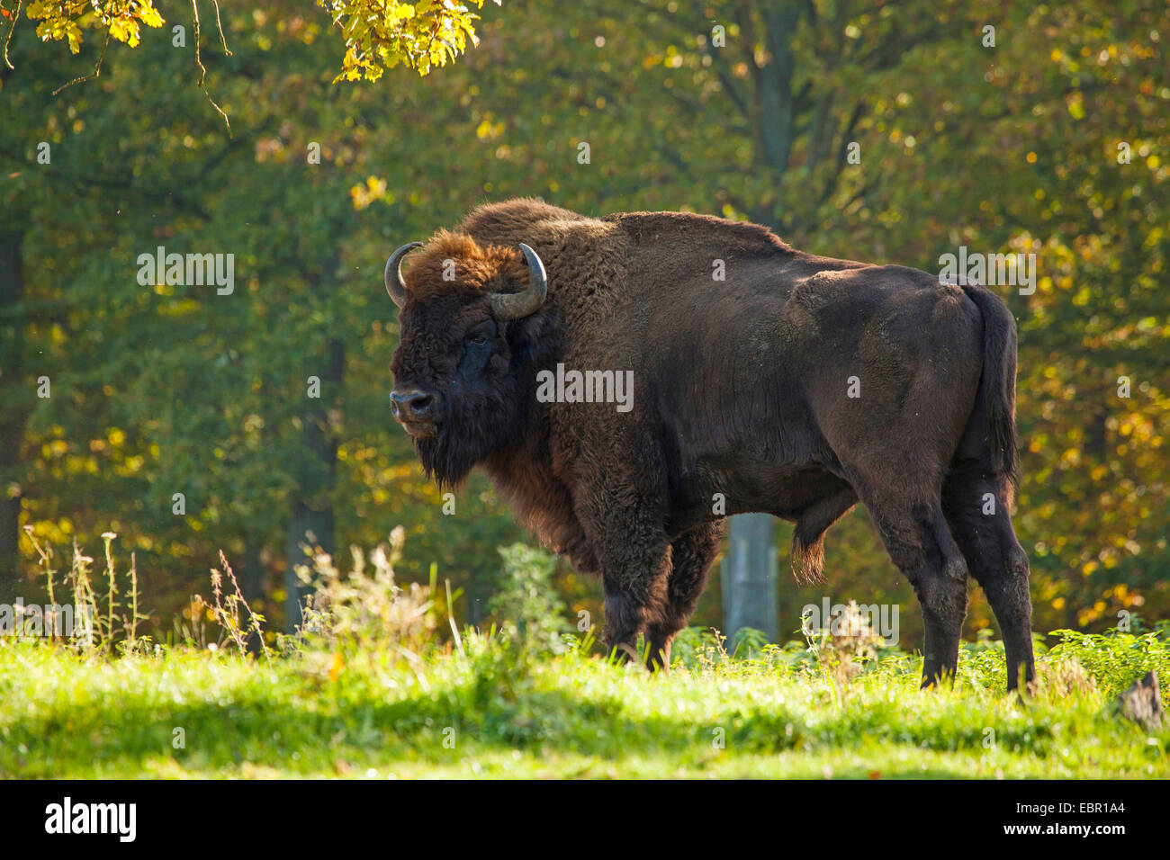 Bisons bull hi-res stock photography and images - Alamy