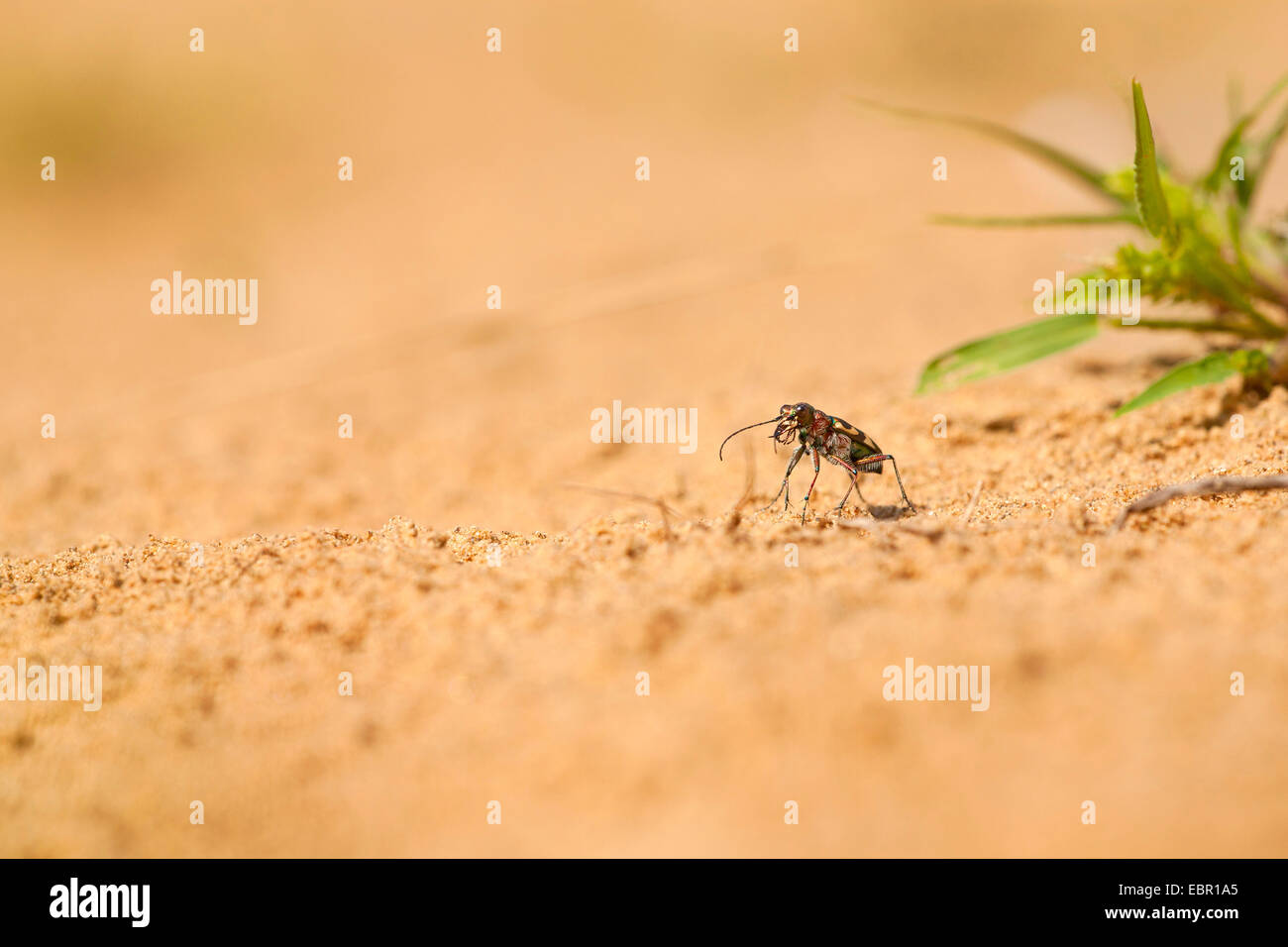 Dune tiger beetles hi-res stock photography and images - Alamy