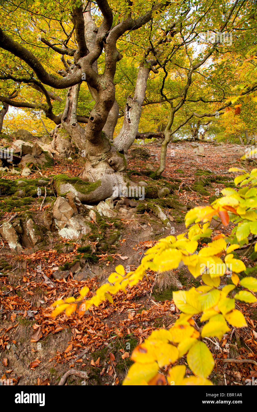 Gnarled beech trees hi-res stock photography and images - Alamy