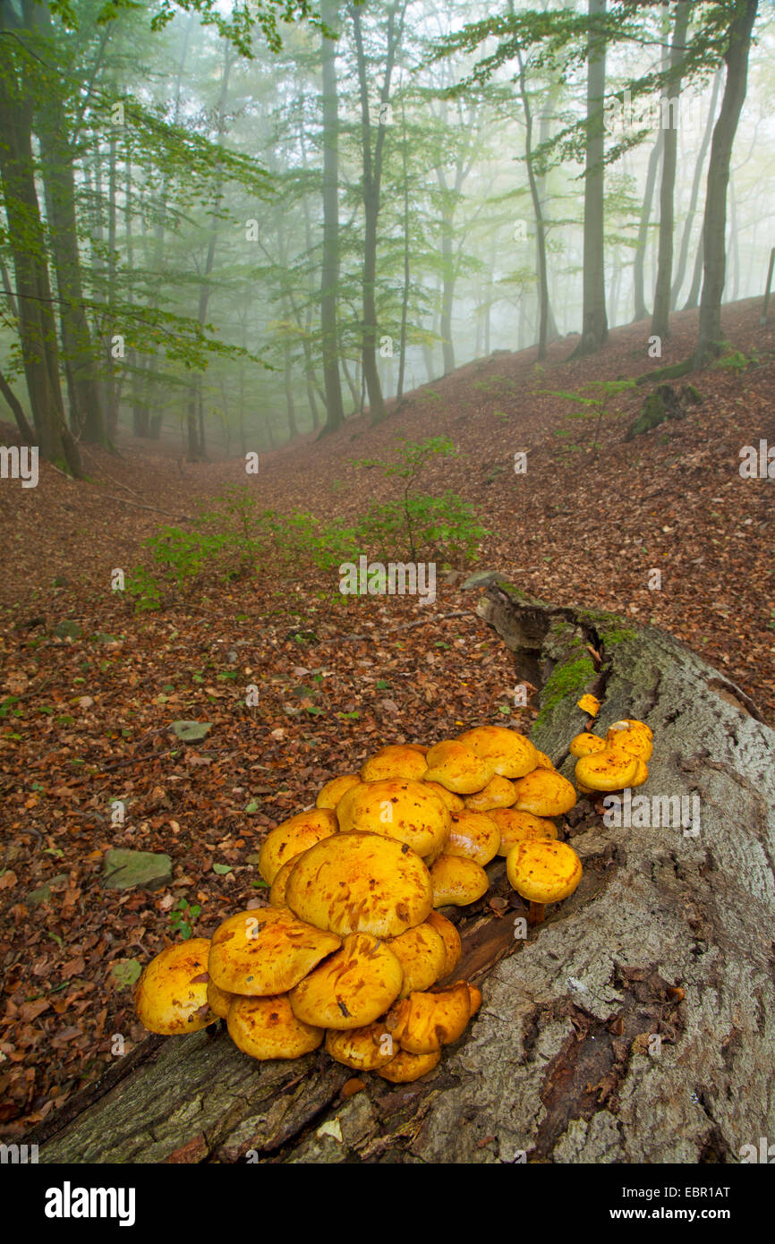 Orange funghi hi-res stock photography and images - Alamy