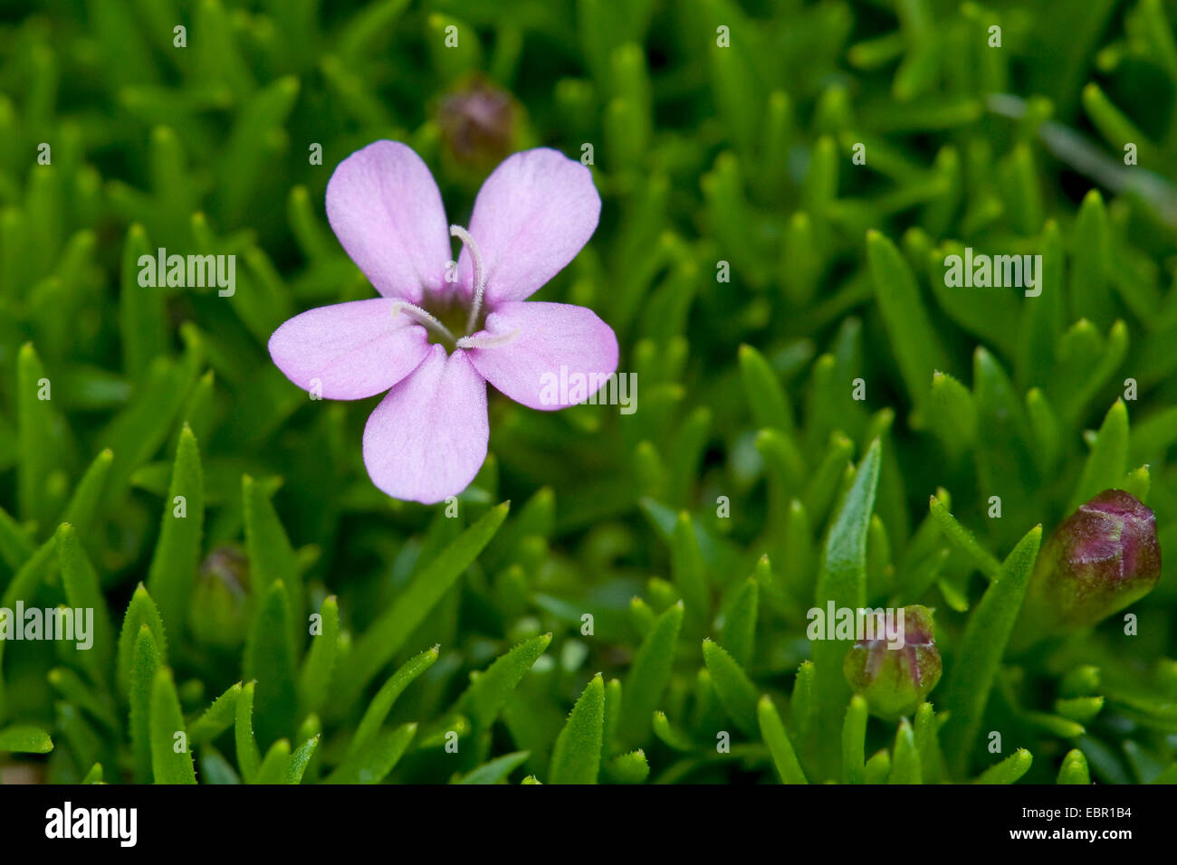 moss campion (Silene acaulis), blooming, Switzerland Stock Photo - Alamy