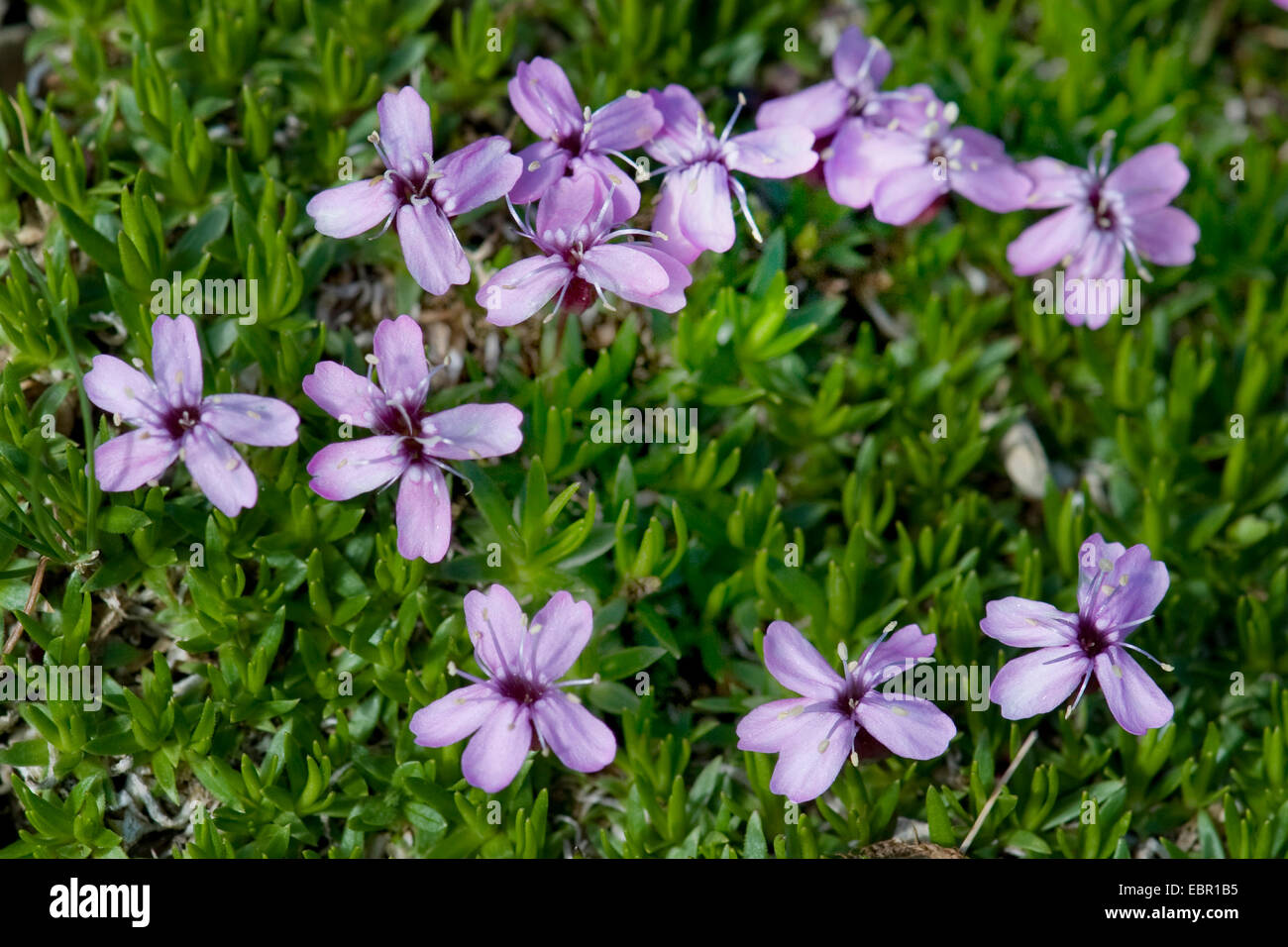 Moss Campion