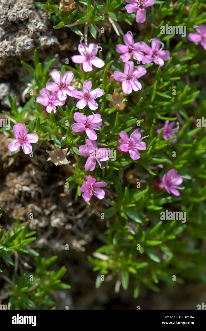 Moss Campion Adaptations