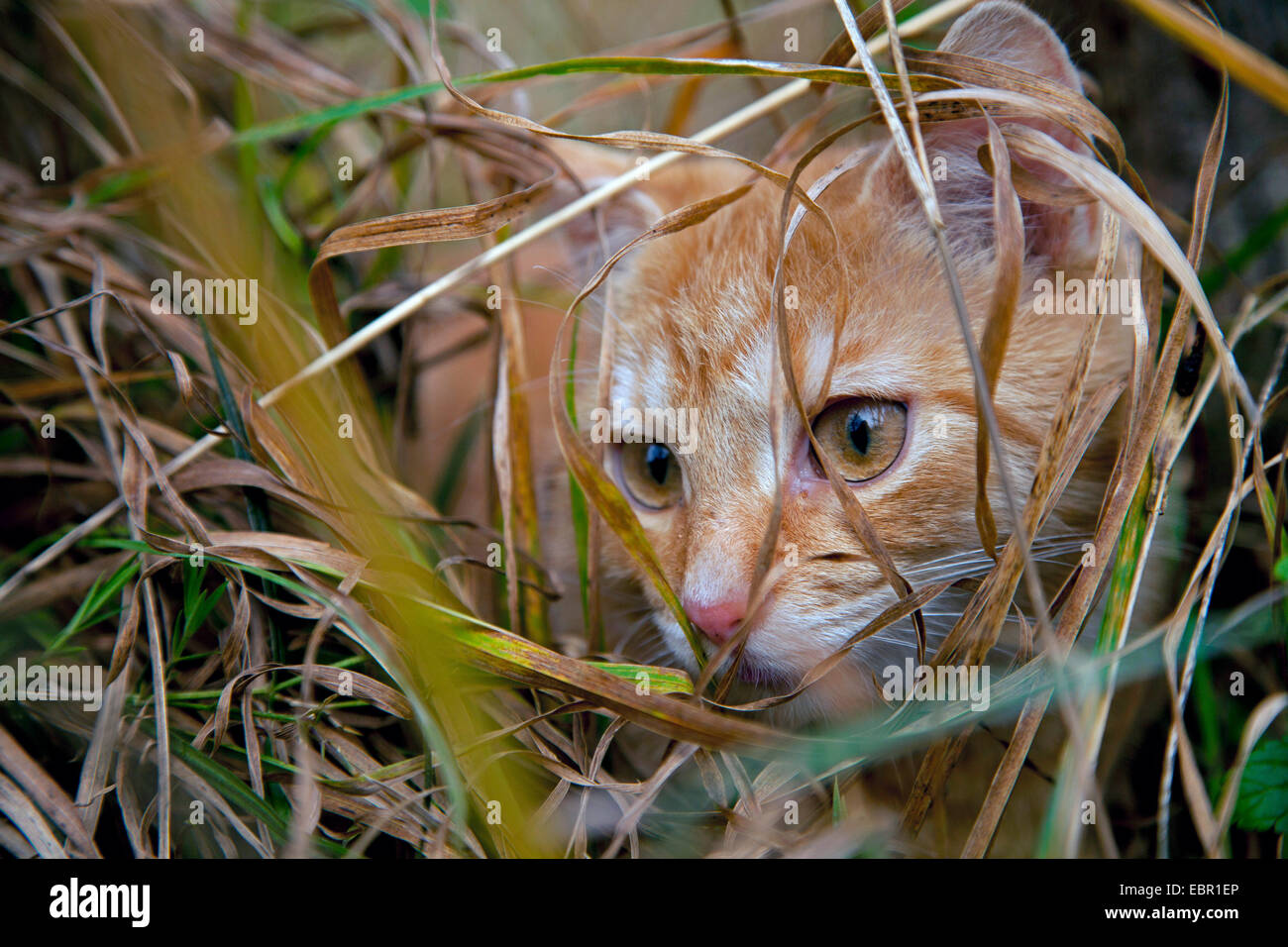Cat sneaking hi-res stock photography and images - Alamy