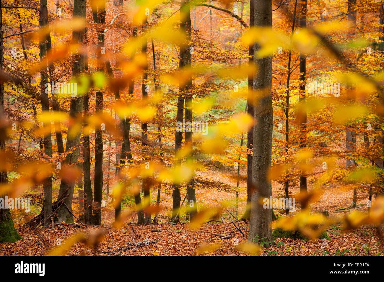 Forest of beeches hi-res stock photography and images - Alamy