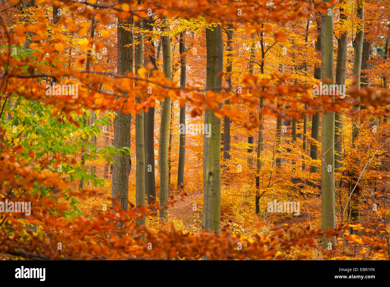 common beech (Fagus sylvatica), mixed forest with beeches in autumn ...
