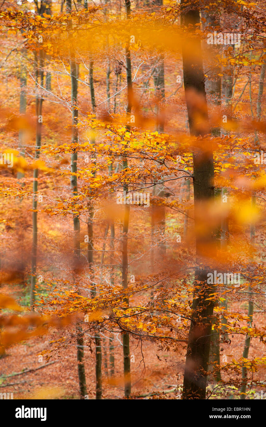 Forest of beeches hi-res stock photography and images - Alamy