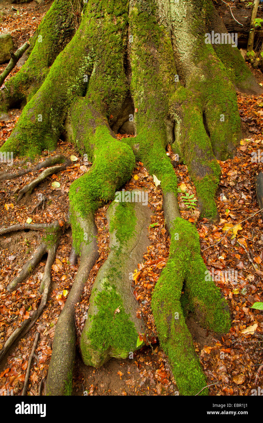 Moss mossy roots tree hi-res stock photography and images - Alamy