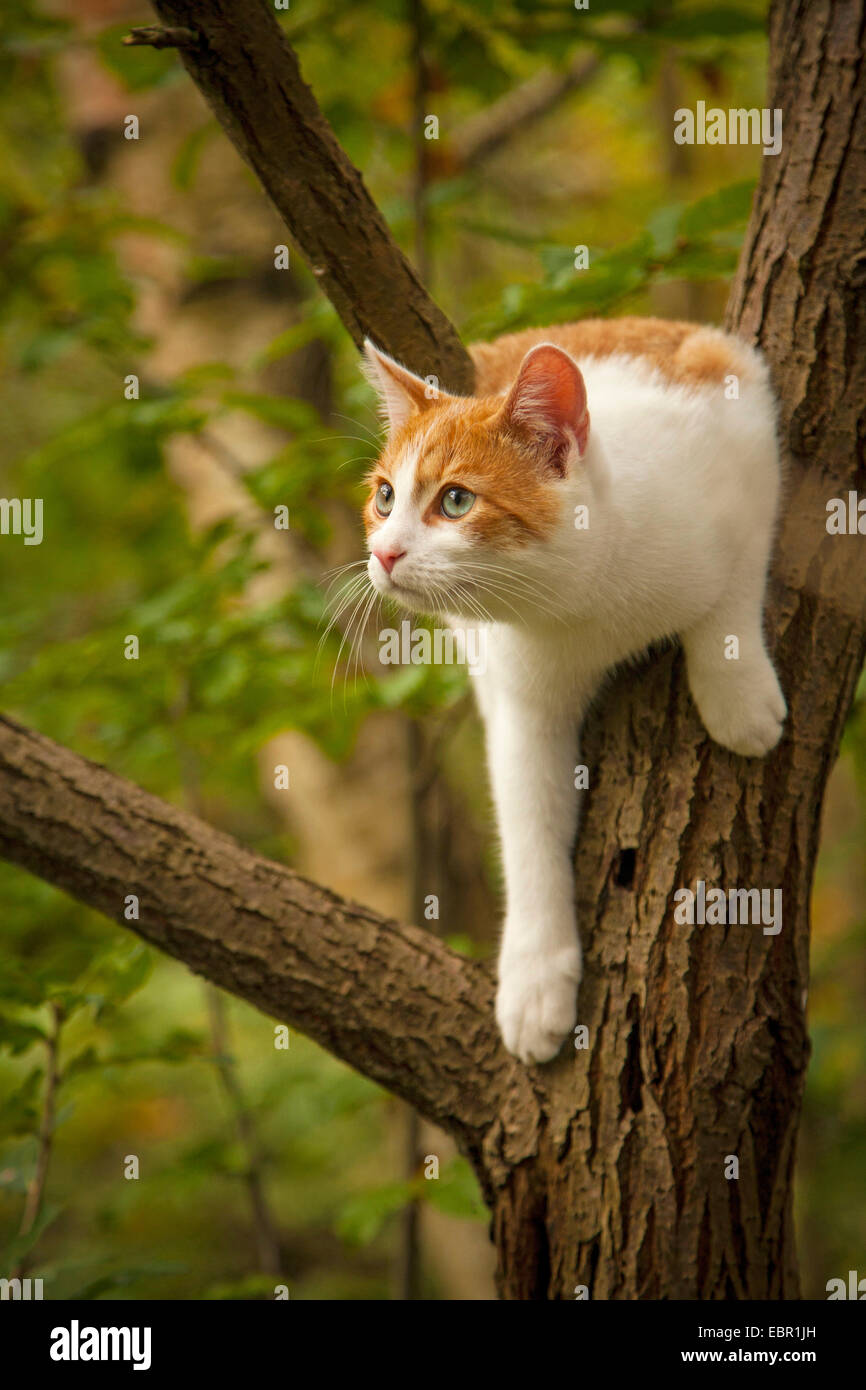 Cat on tree hi-res stock photography and images - Alamy