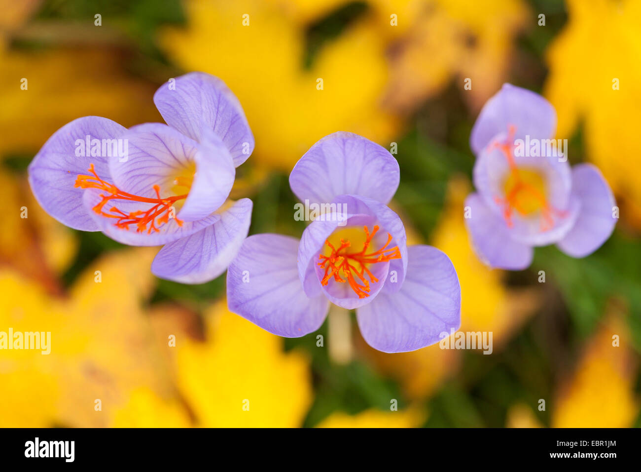 Saffron crocus hi-res stock photography and images - Alamy