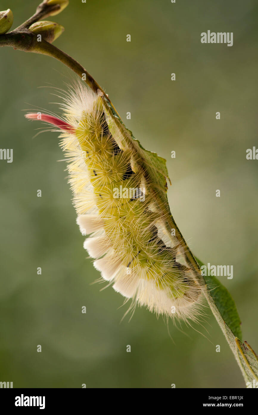 Pale tussock, Red-tail moth (Dasychira pudibunda, Olene pudibunda ...