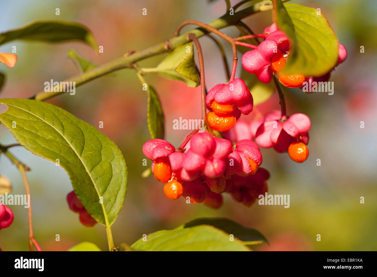 European spindle-tree (Euonymus europaea, Euonymus europaeus), branch ...