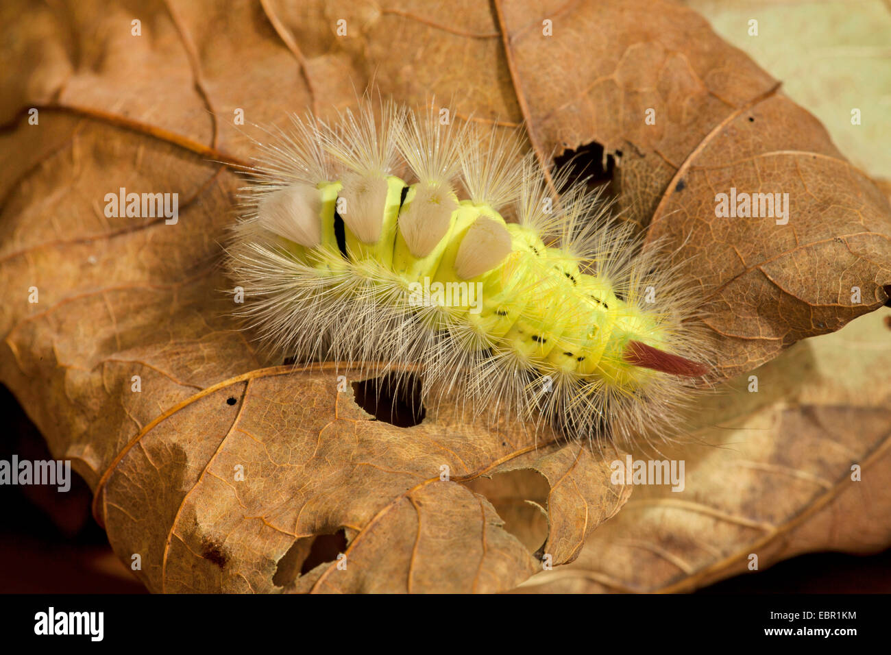 Pale tussock, Red-tail moth (Dasychira pudibunda, Olene pudibunda ...
