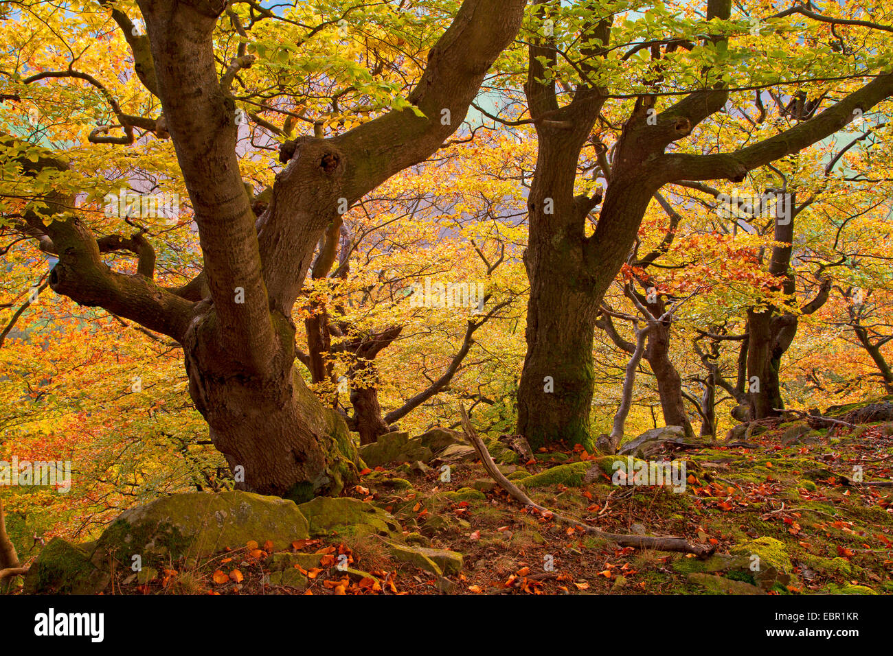Old beeches hi-res stock photography and images - Alamy