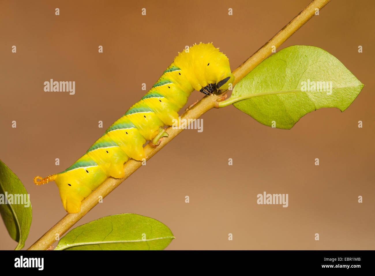 Deaths head hawkmoth acherontia atropos caterpillar hi-res stock ...