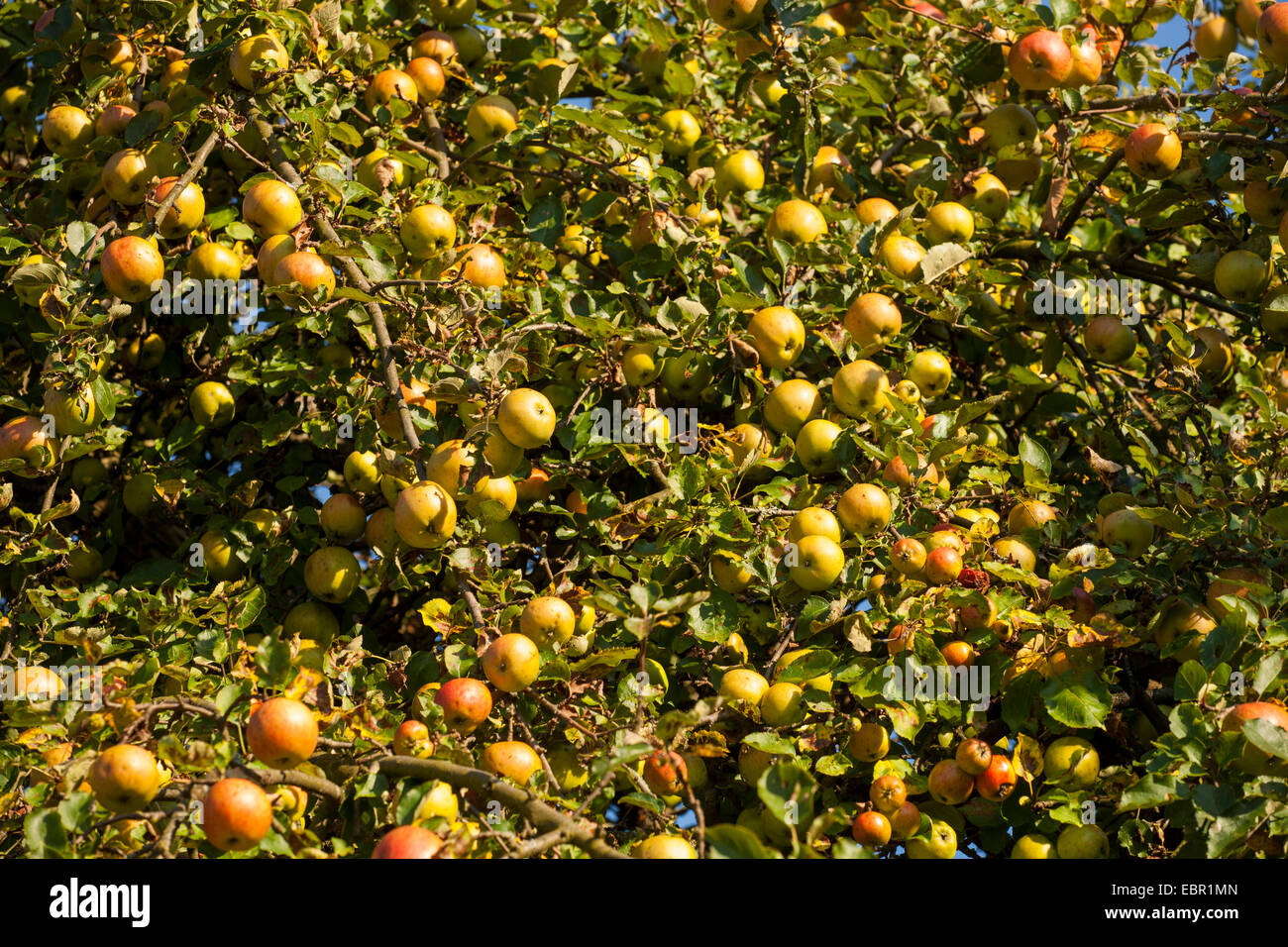 apple tree (Malus domestica), with ripe apples in autumn, Germany ...