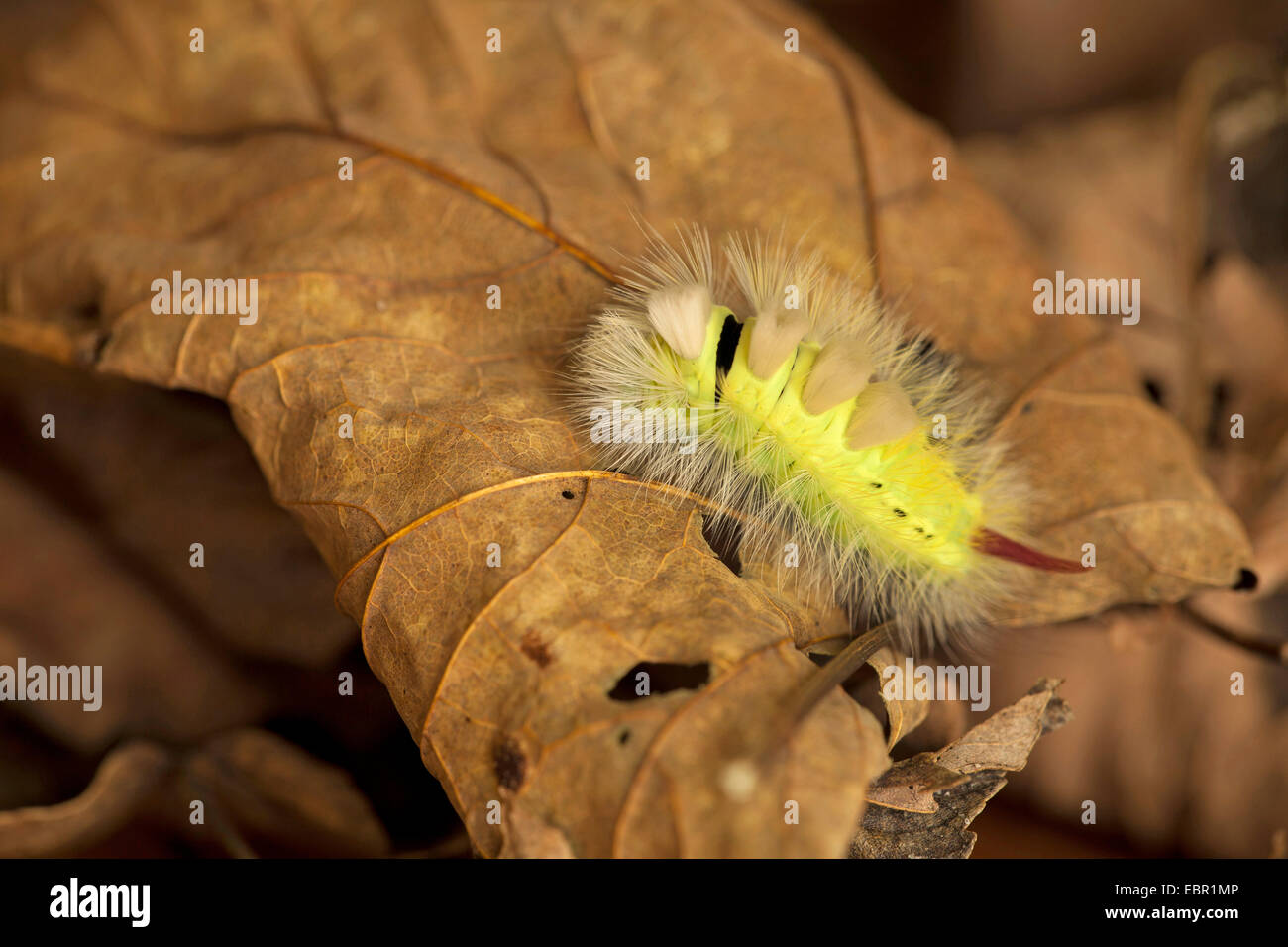 Pale tussock, Red-tail moth (Dasychira pudibunda, Olene pudibunda ...