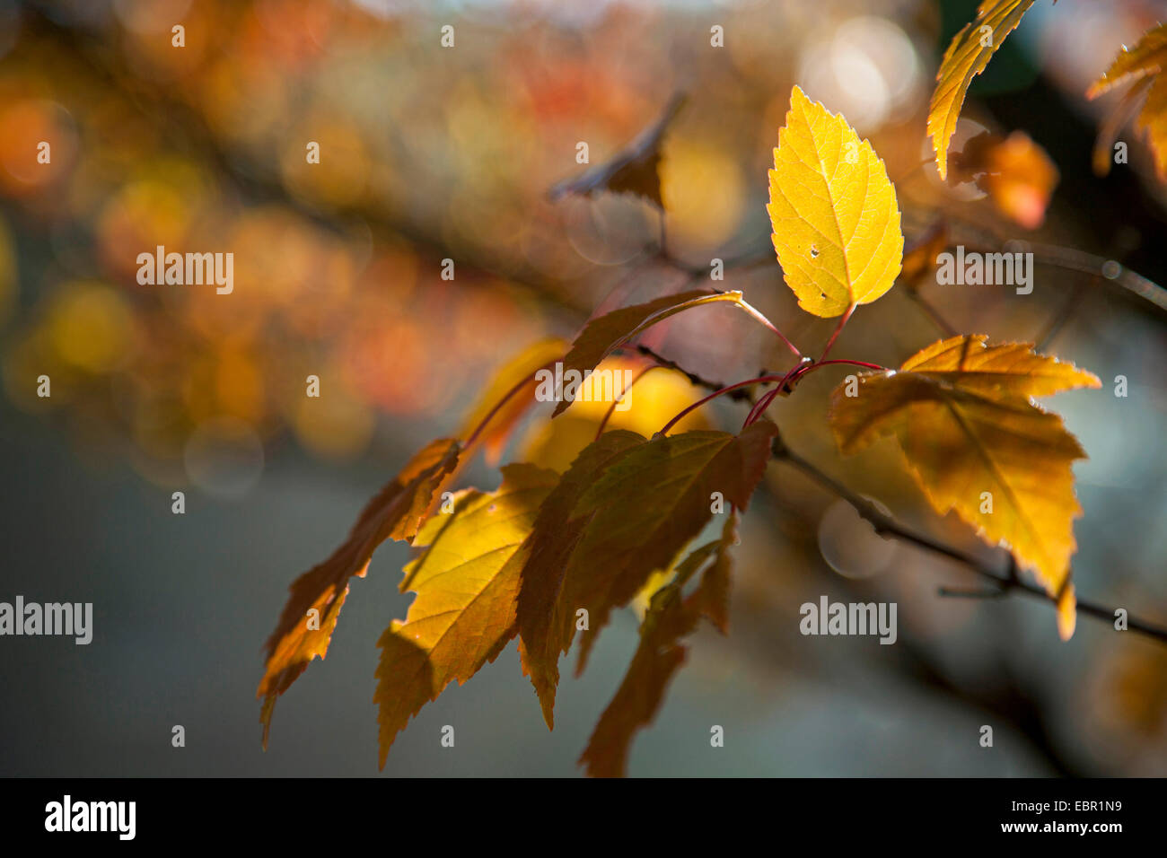 Acer ginnala hi-res stock photography and images - Alamy