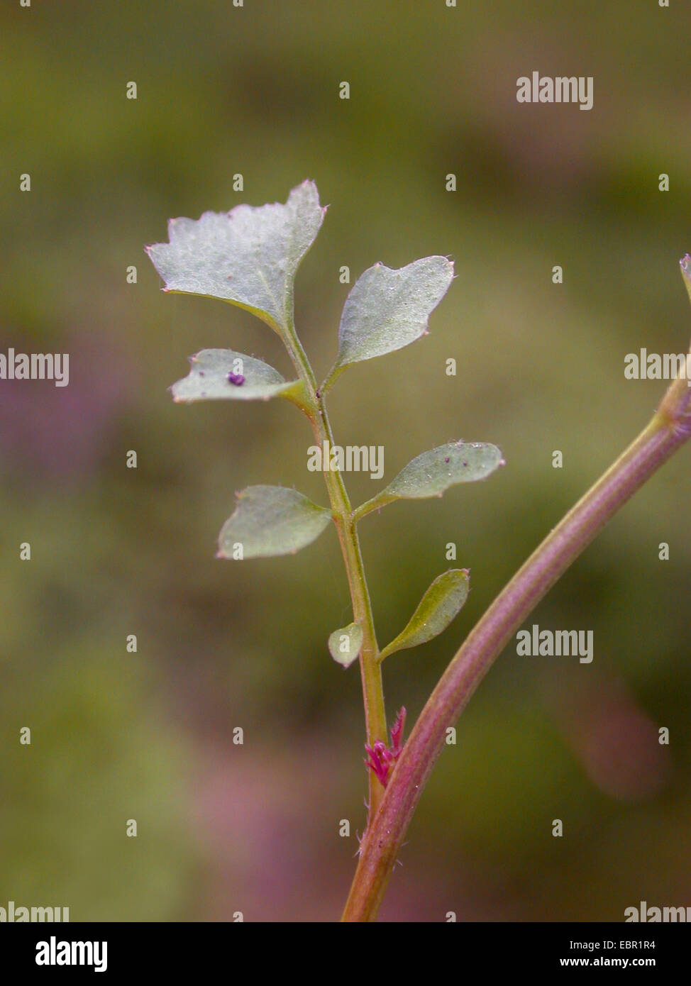 Hairy bitter-cress (Cardamine hirsuta), leaf of sprout, Germany Stock ...