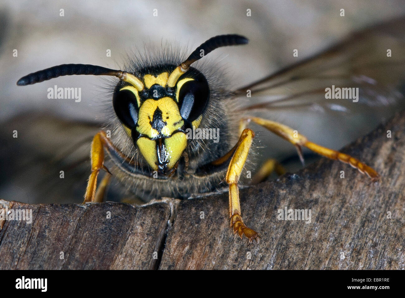 Saxon wasps hi-res stock photography and images - Alamy