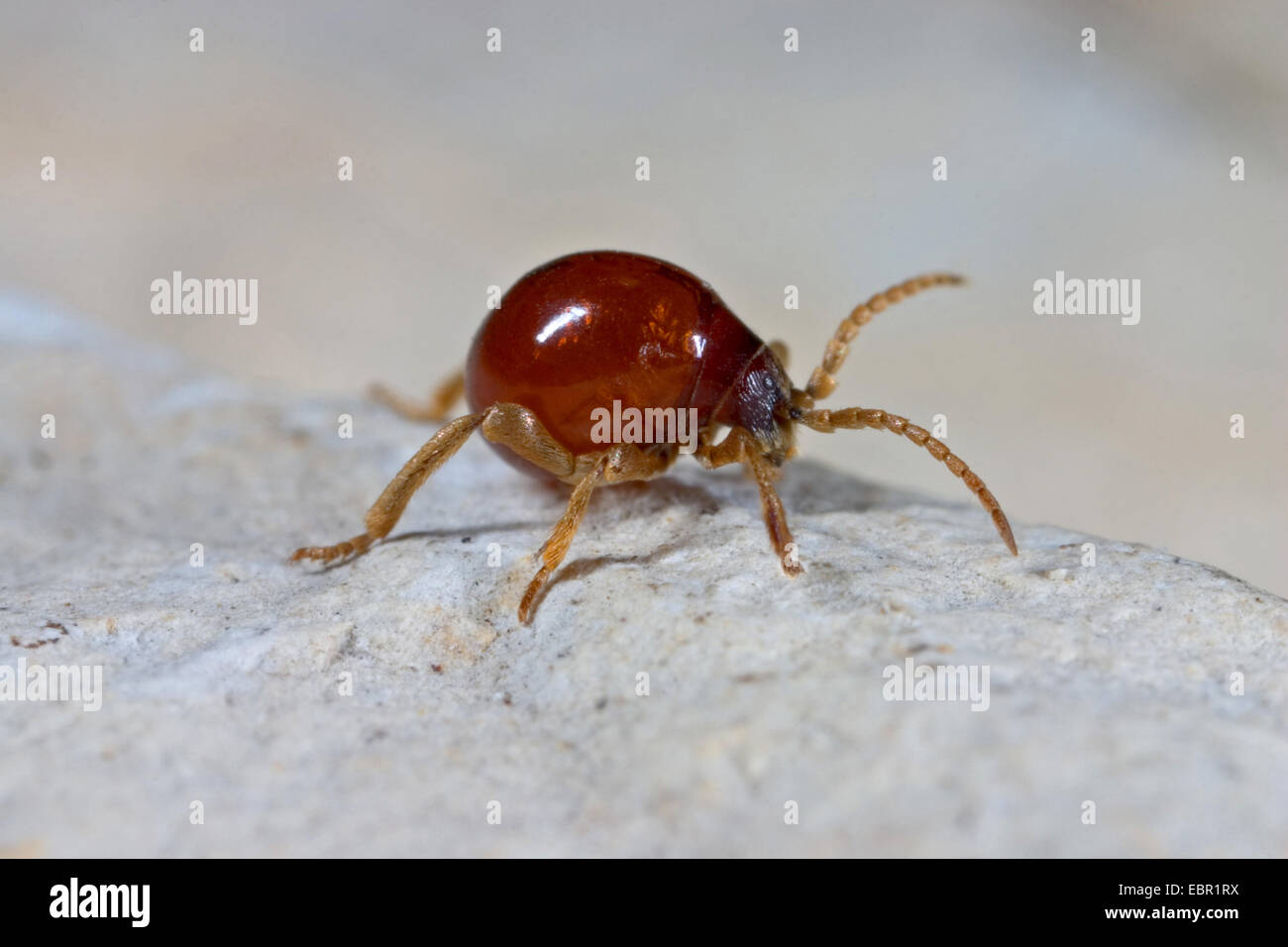 Shiny Spider Beetle Bites