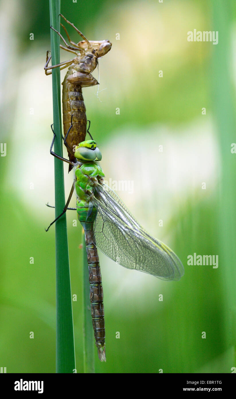 Just hatched dragonfly with larva skinning at a stem hi-res stock ...