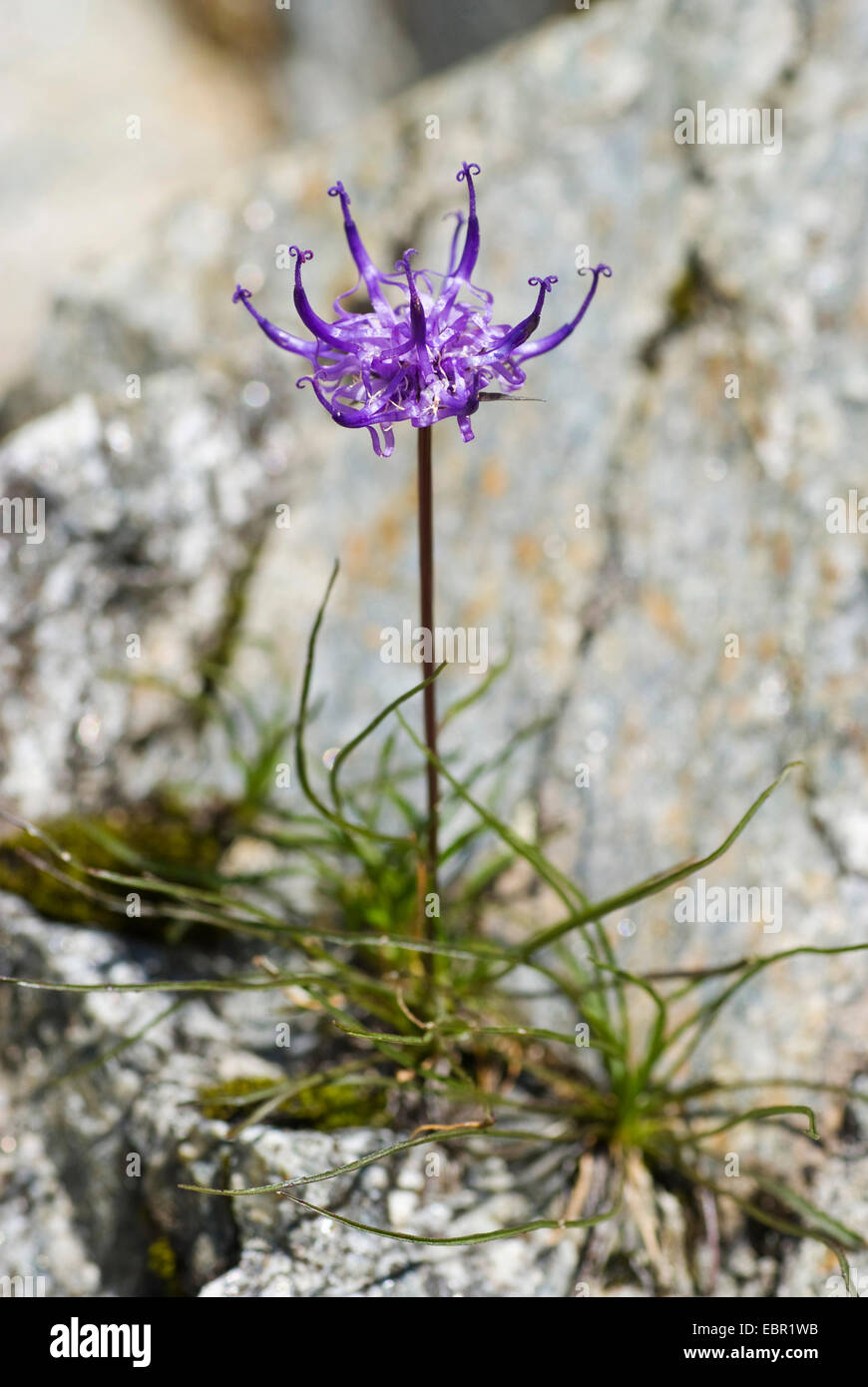 Horned Rampion (Phyteuma hemisphaericum), blooming on a rock, Germany ...