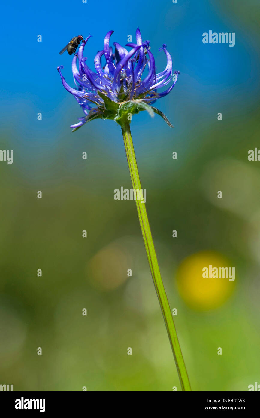 Rampion flowers hi-res stock photography and images - Alamy